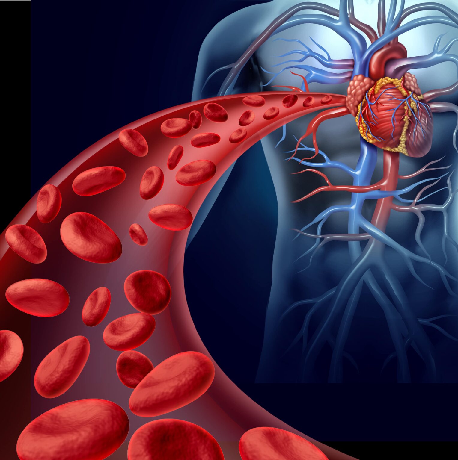 How Does the Blood Circulatory System Work? - Laurel Clinical
