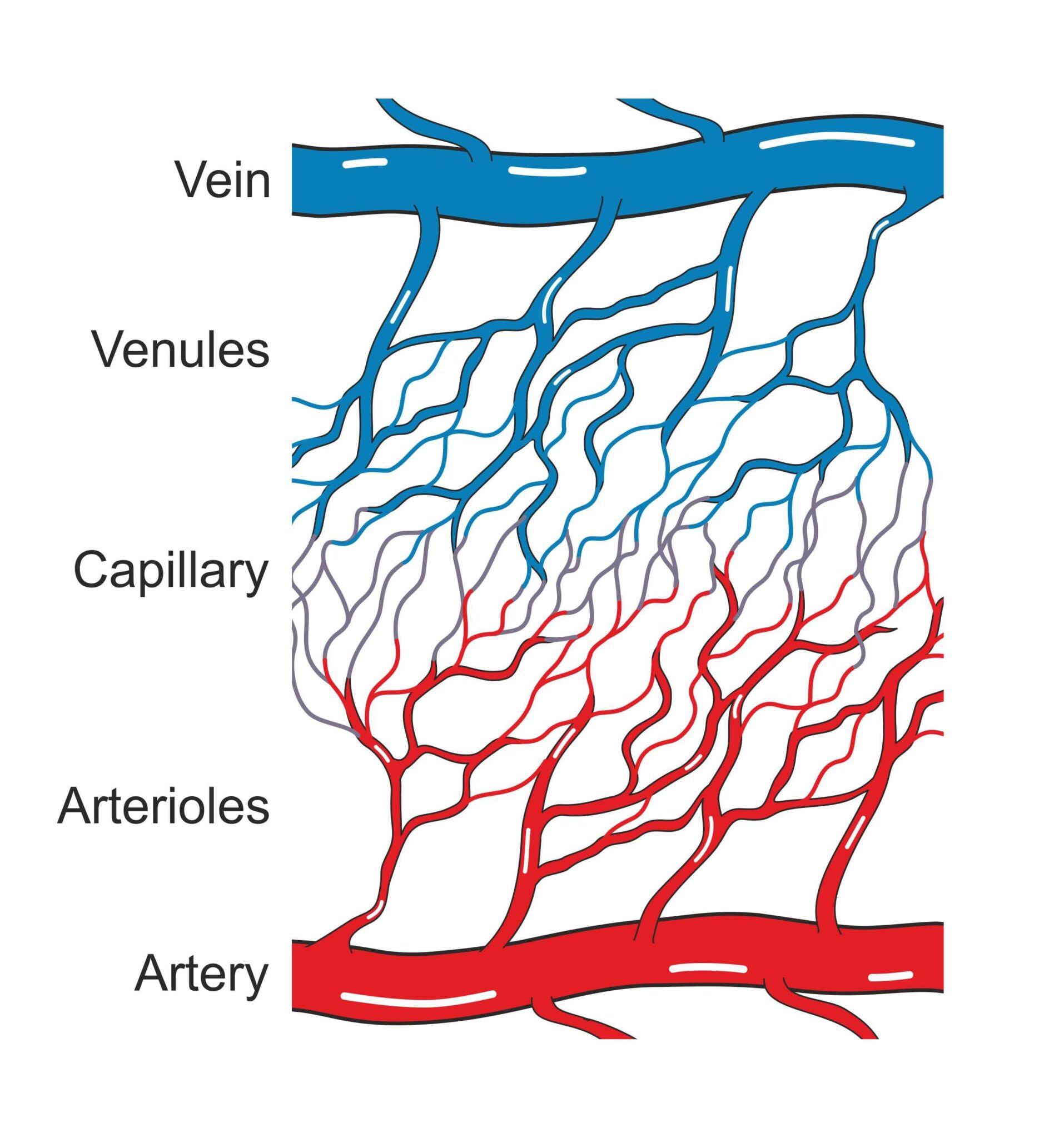 How Does the Blood Circulatory System Work? - Laurel Clinical