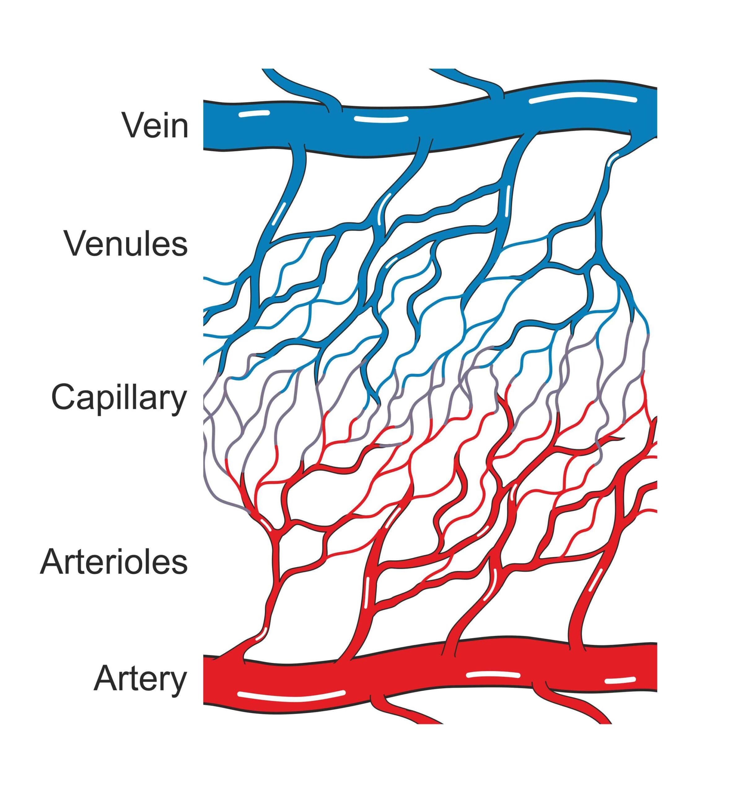 Complex Vein Conditions - Laurel Clinical